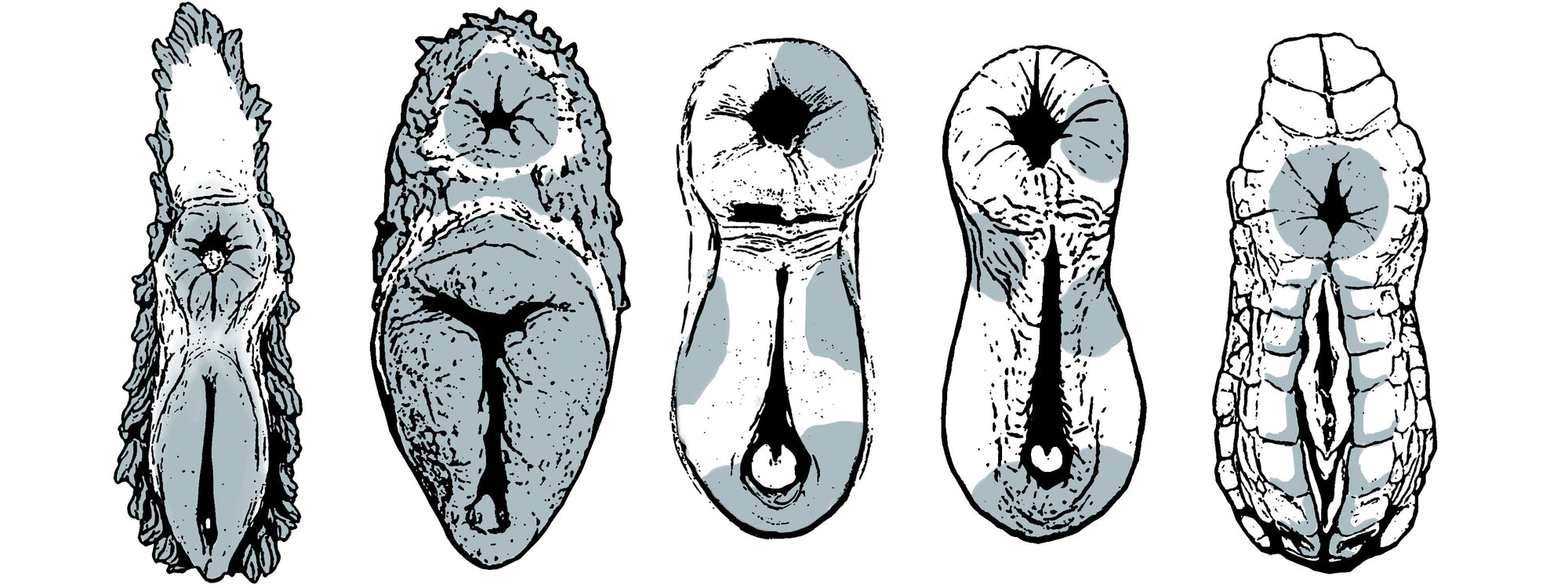 American Meat Inc – AMI